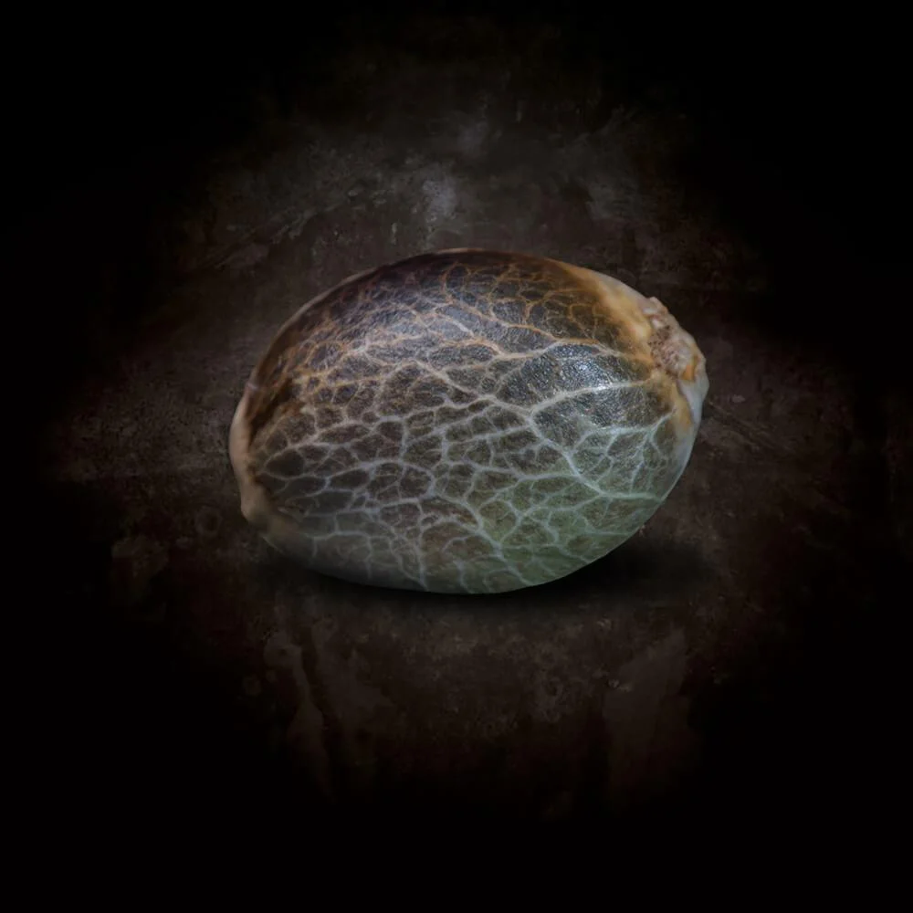 рџґ Paradise Seeds Buy Cannabis Seeds Online