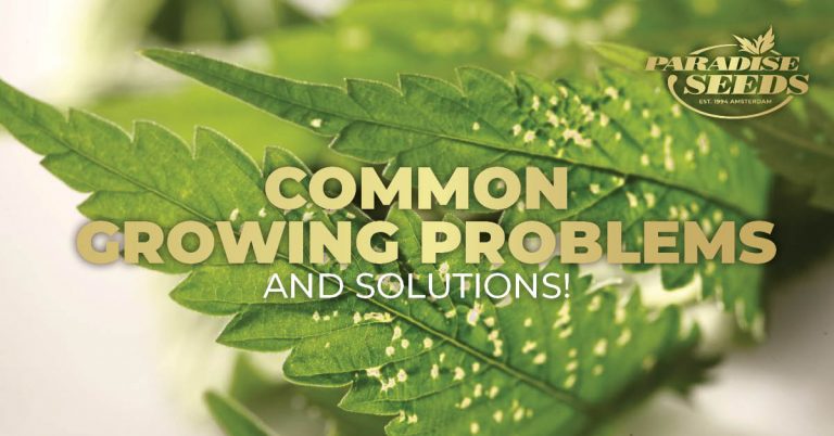 Most Common Grow Problems with Cannabis | Paradise Seeds