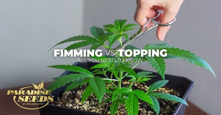Topping and Fimming Cannabis Plants | Paradise Seeds